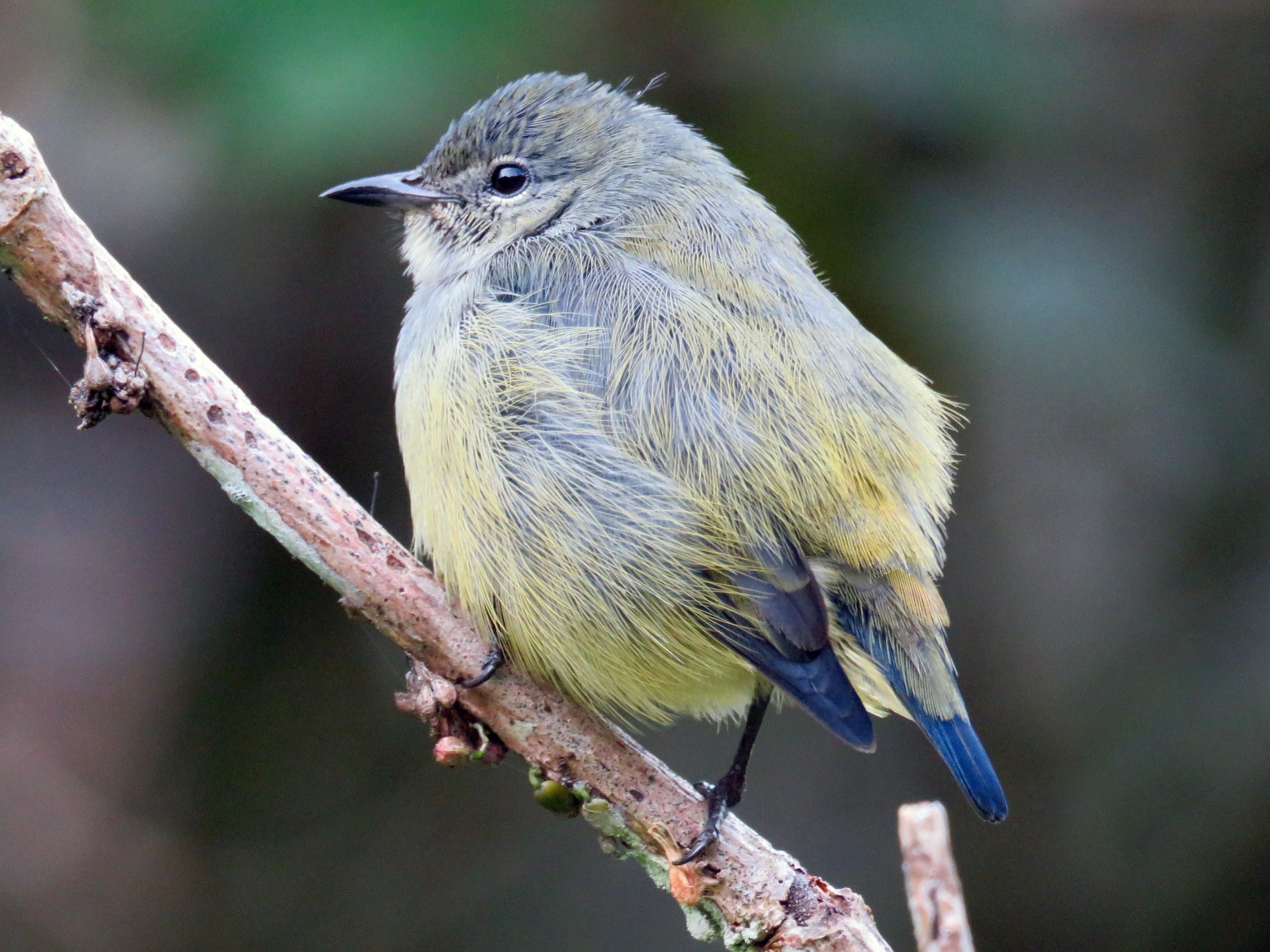 Black-sided Flowerpecker - eBird