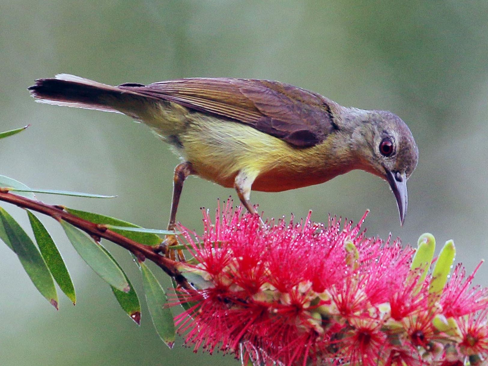 Brown-throated Sunbird - eBird