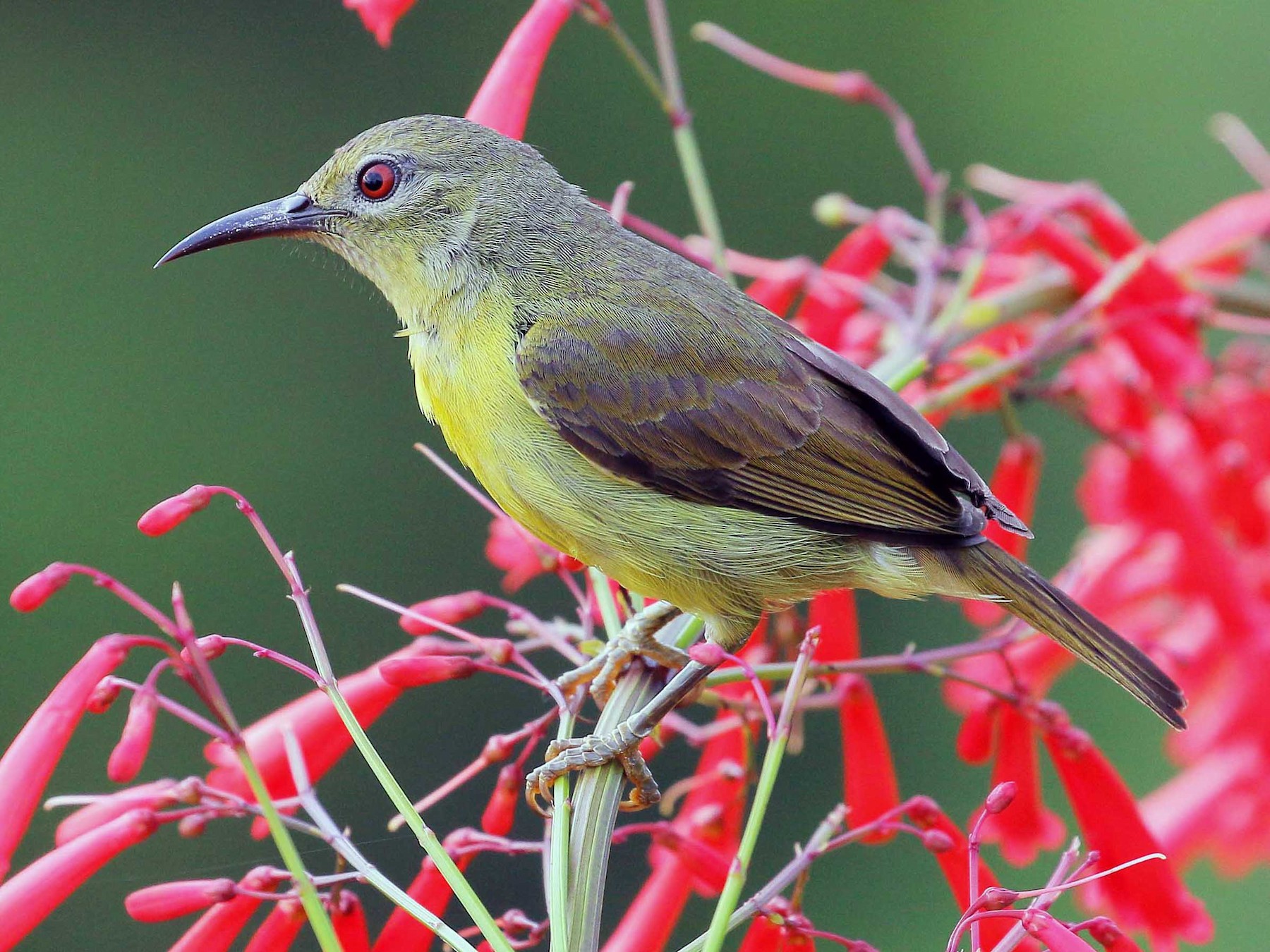 Brown-throated Sunbird - eBird