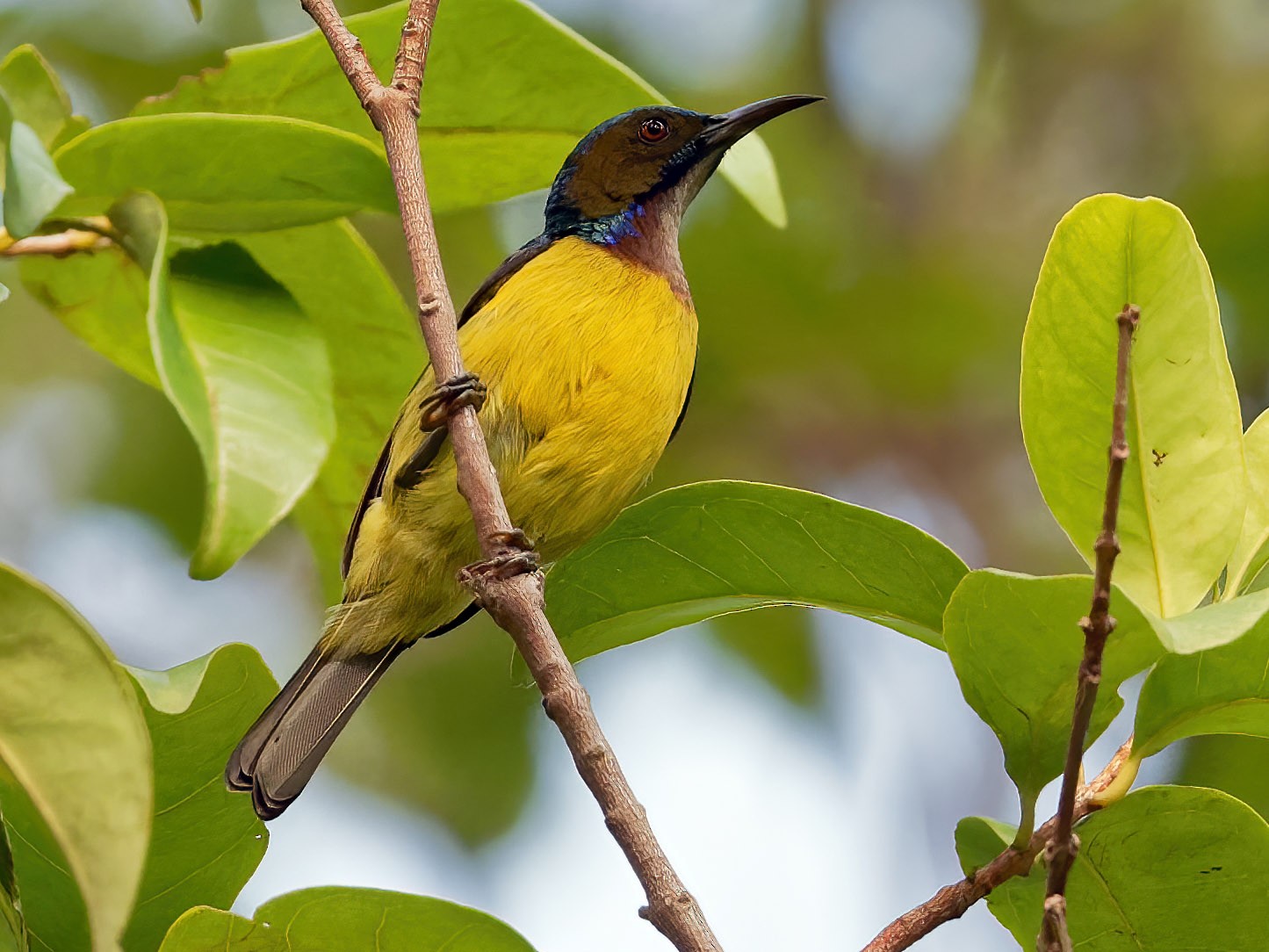 Brown-throated Sunbird - eBird