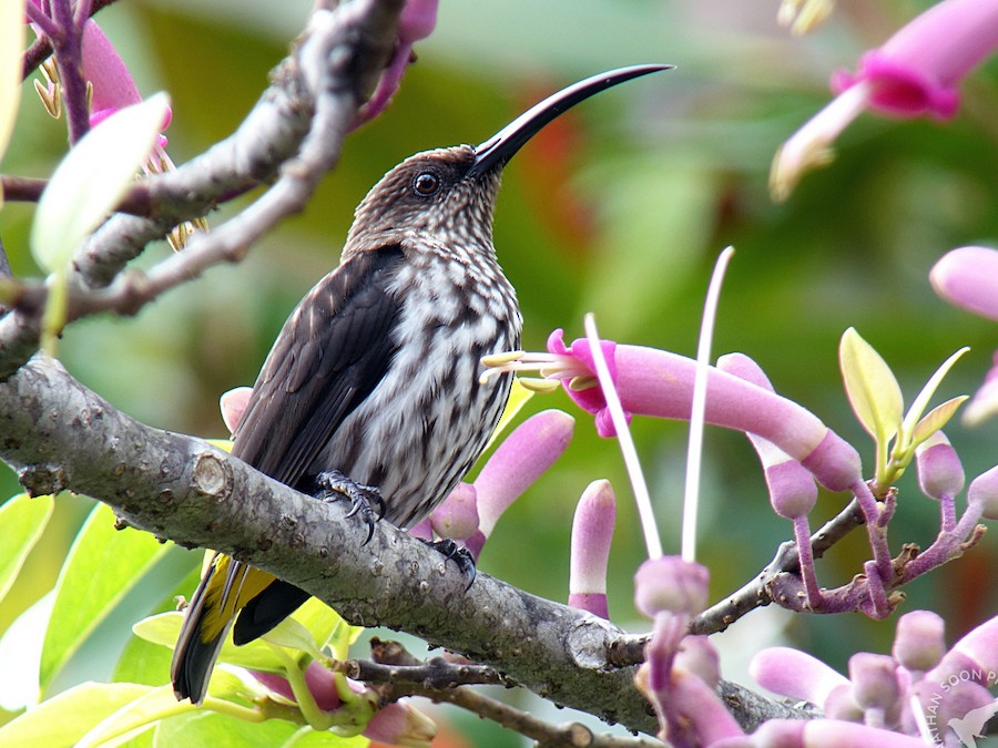 Whitehead's Spiderhunter - eBird