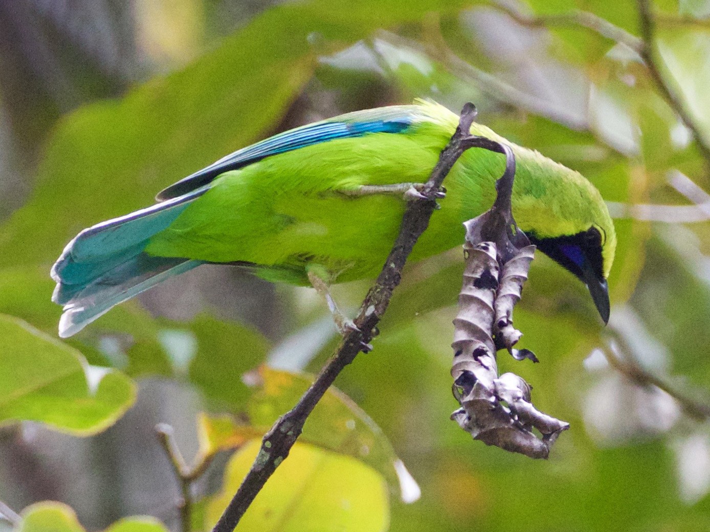 Verdín de Borneo - eBird