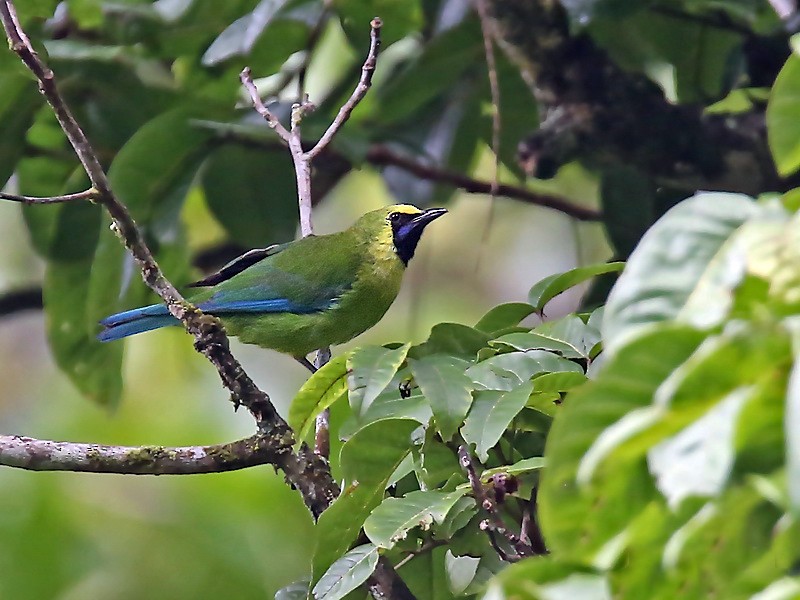 Verdín de Borneo - eBird