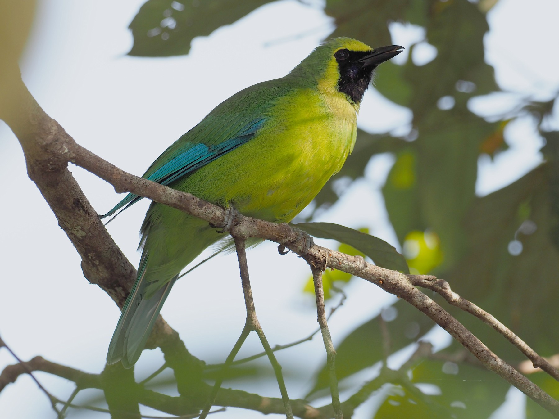 Bornean Leafbird - eBird