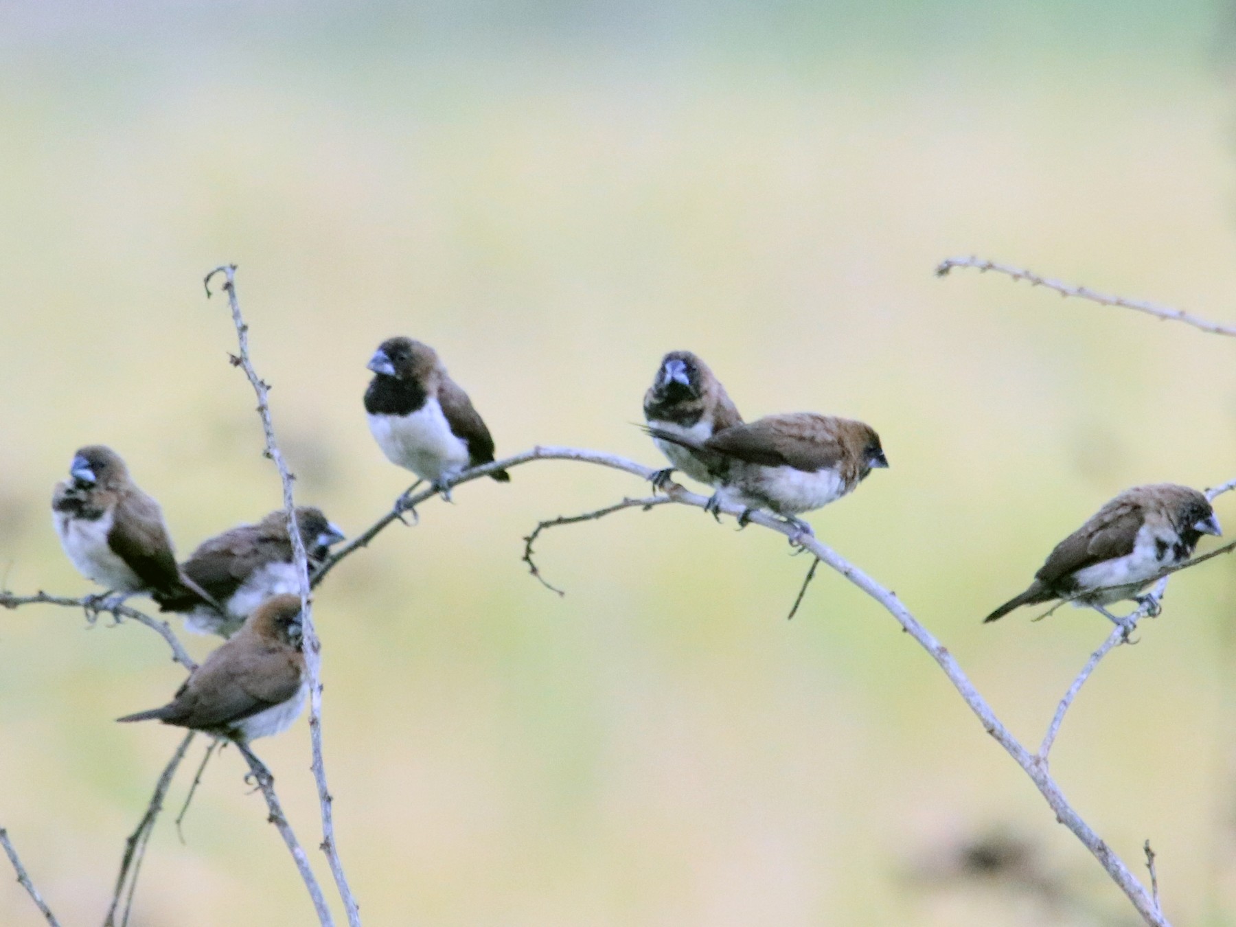 Capuchino de Java - eBird