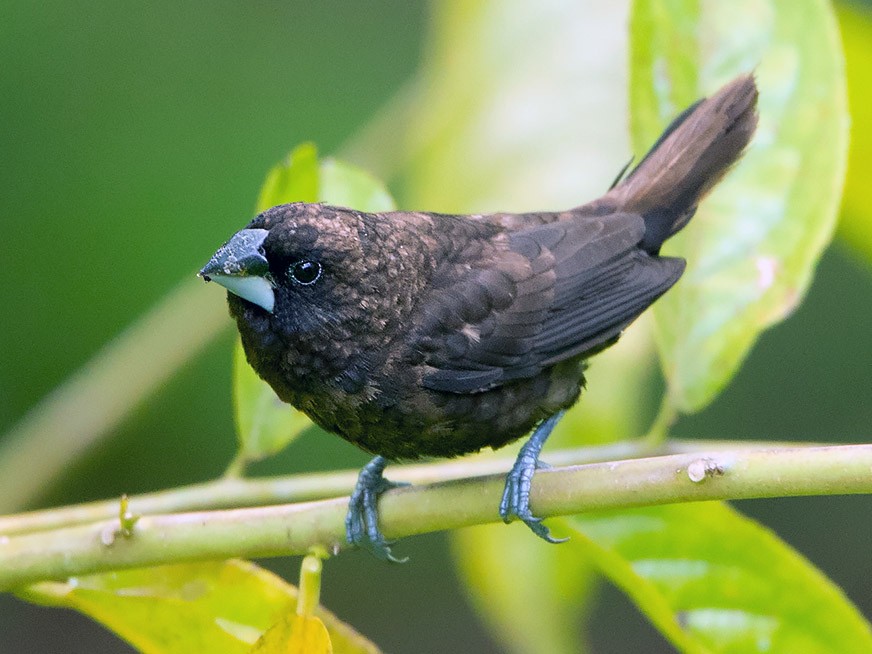 Dusky Munia - eBird