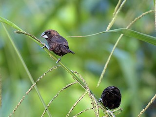 Dusky Munia - eBird