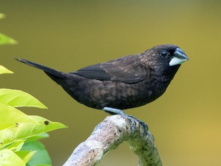 Dusky Munia - eBird