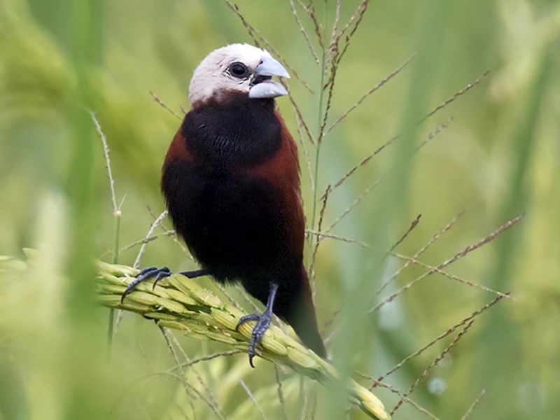 Capuchino Coroniblanco - eBird