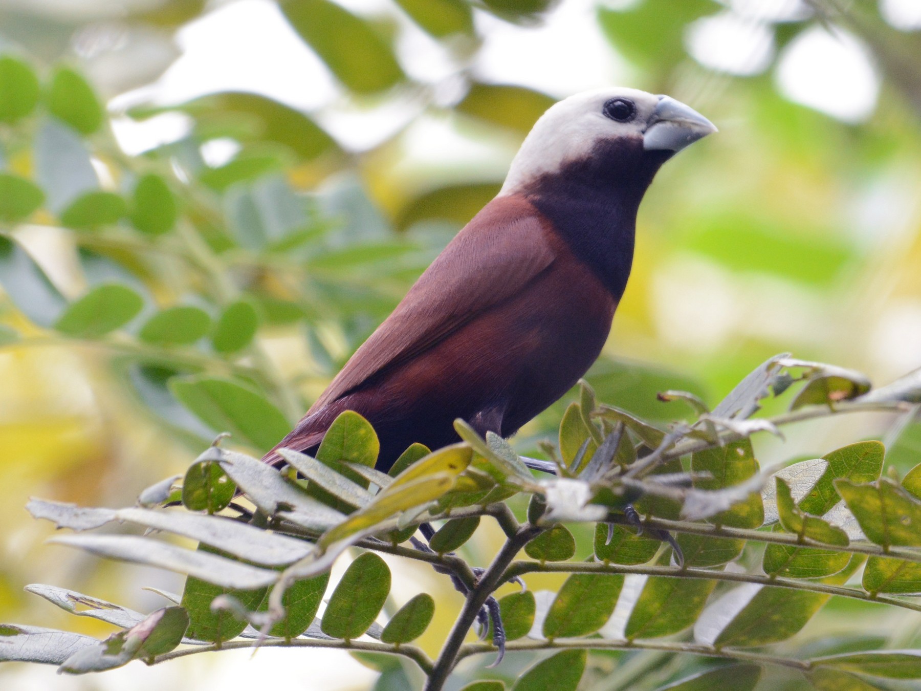 White-capped Munia - eBird