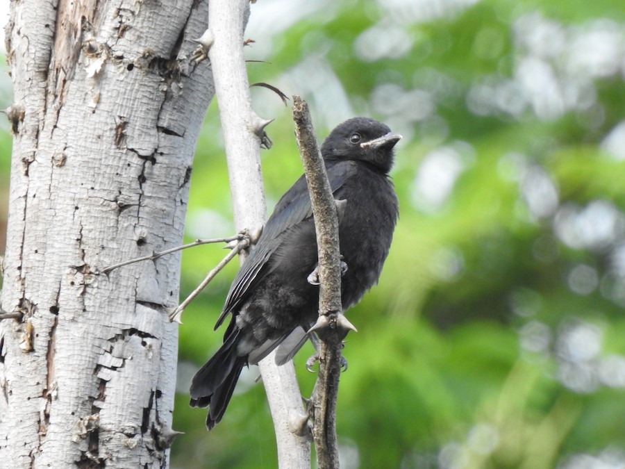 drongo sp. - eBird