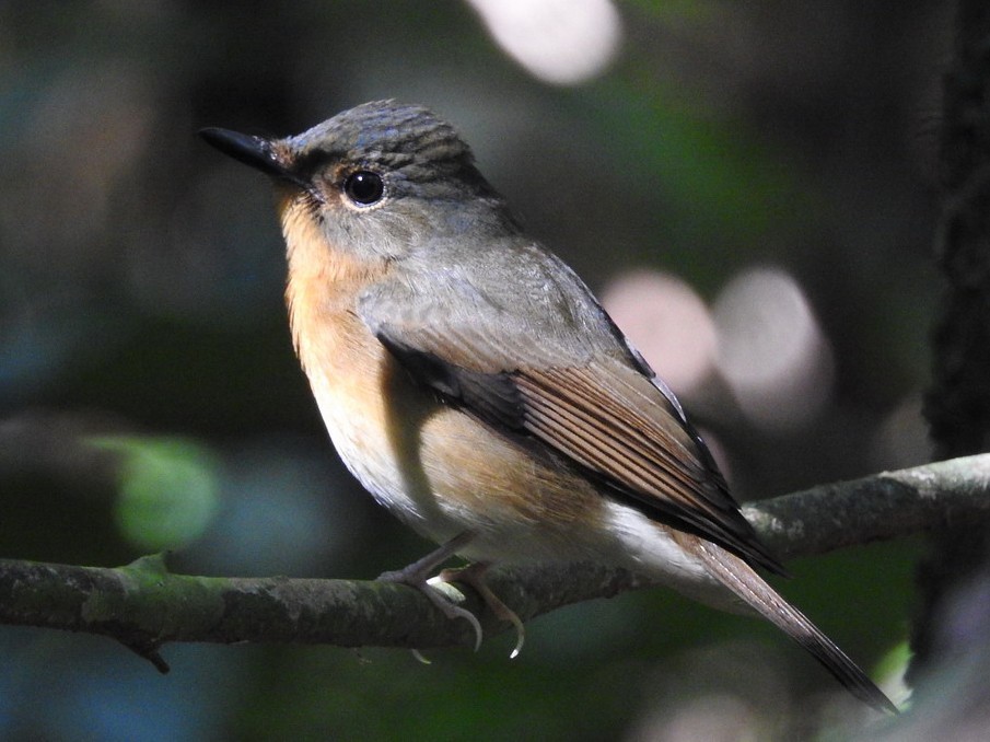 Large Blue Flycatcher - eBird
