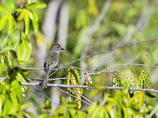 Yucatan Flycatcher - eBird