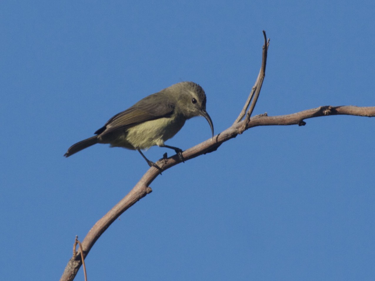Eastern Miombo Sunbird - eBird