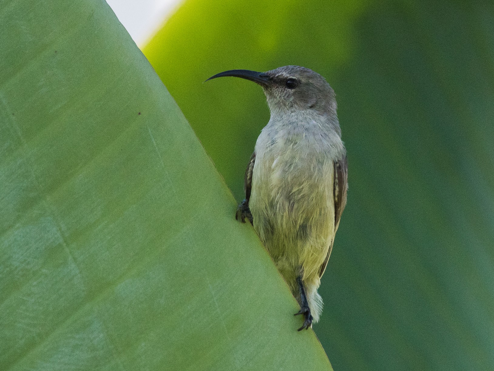 Eastern Miombo Sunbird - eBird