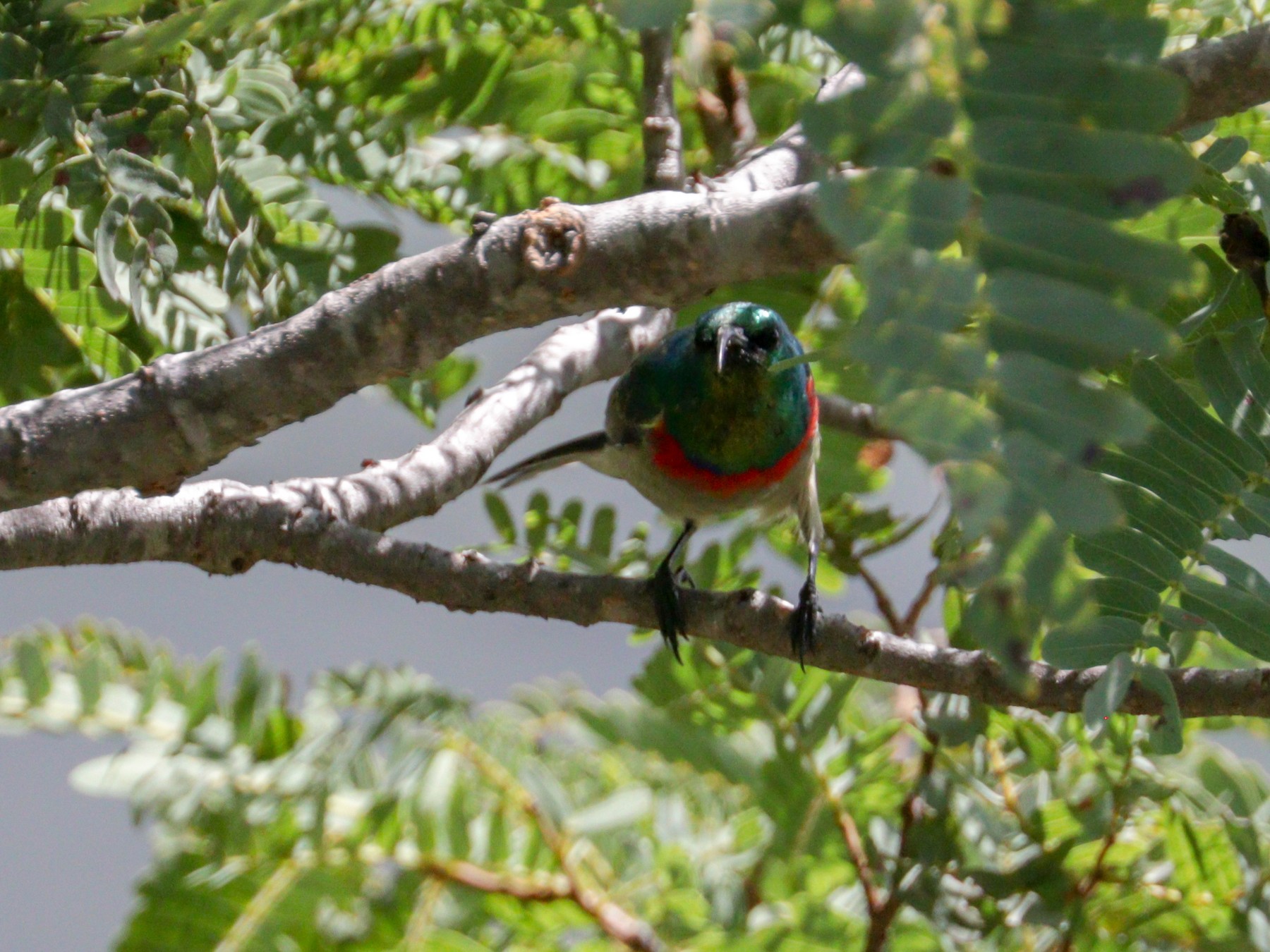 Eastern Miombo Sunbird - eBird