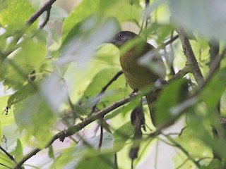 Stripe-cheeked Greenbul - eBird