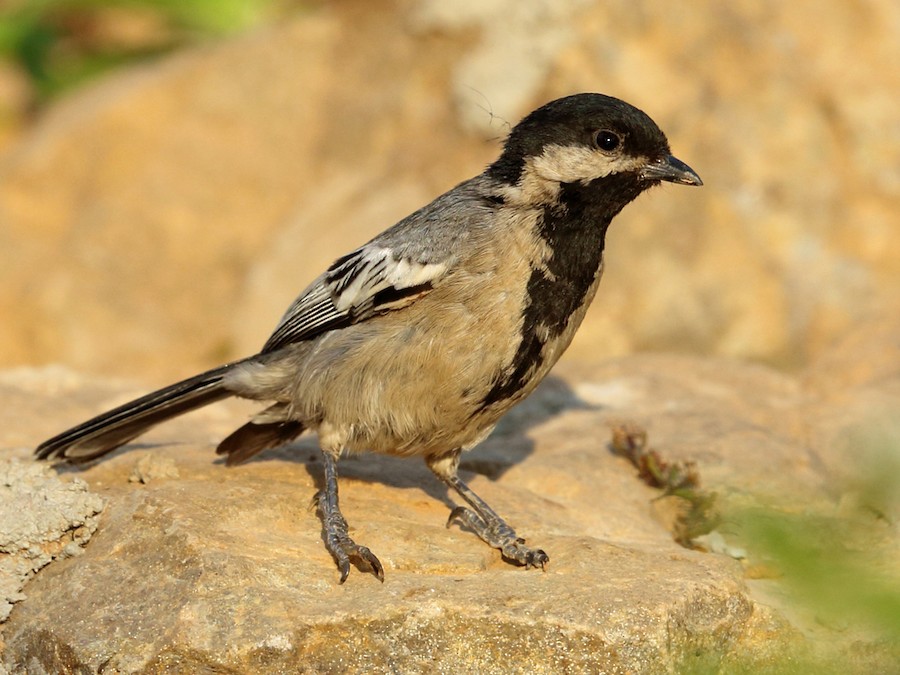 Miombo Tit - eBird
