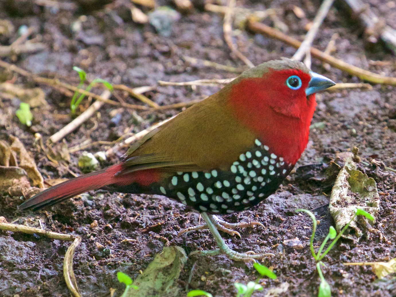 Peters's Twinspot - eBird