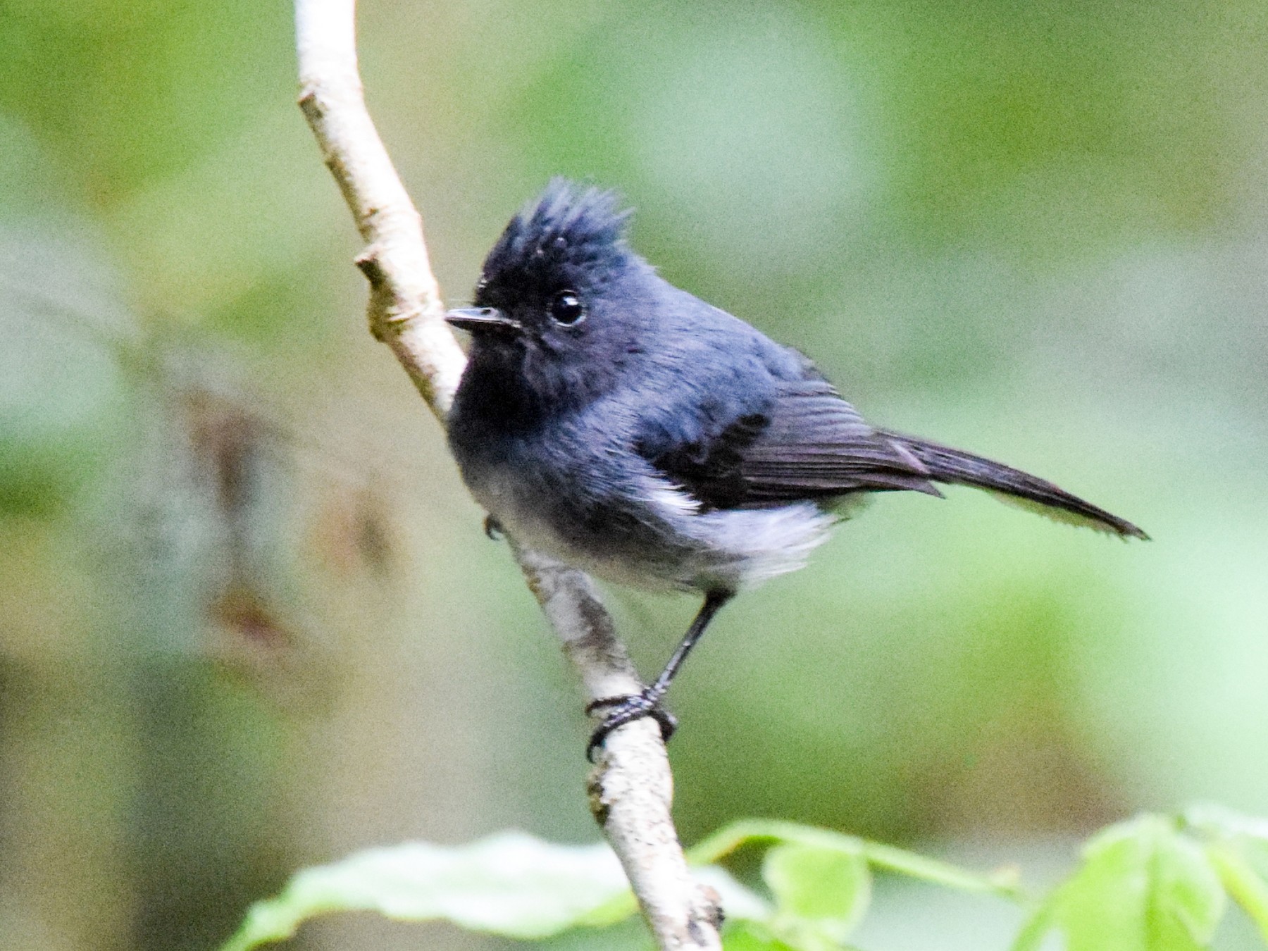 White-tailed Crested Flycatcher - eBird