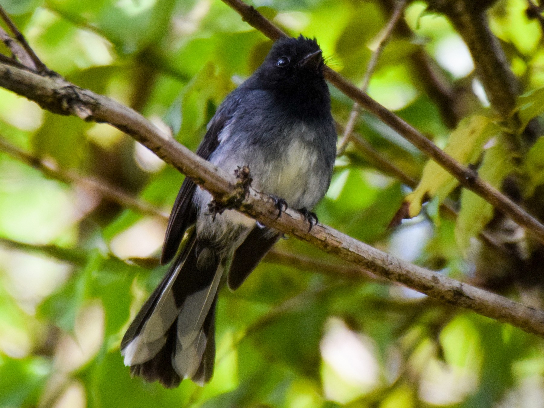 White-tailed Crested-Flycatcher - eBird