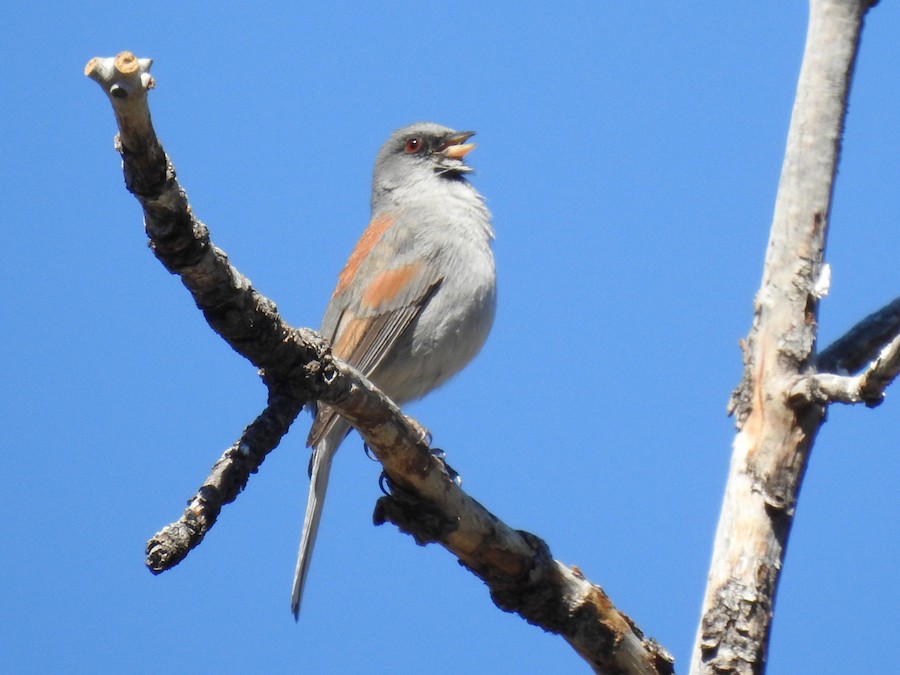 Dark-eyed x Yellow-eyed Junco (hybrid) - eBird