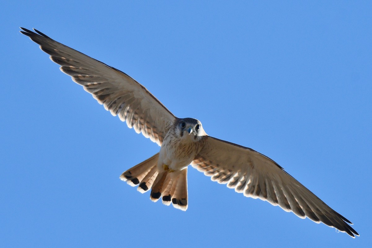 eBird Checklist - 11 Nov 2019 - Australian Arid Lands Botanic Gardens ...