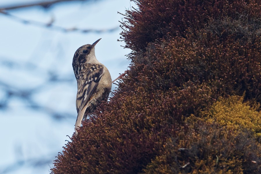 Sichuan Treecreeper - eBird