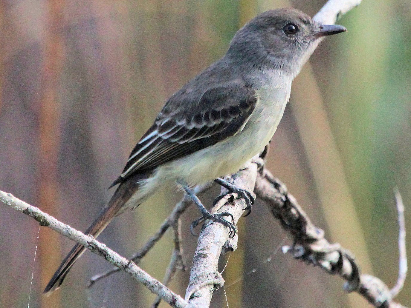 Plañidera Pálida - eBird