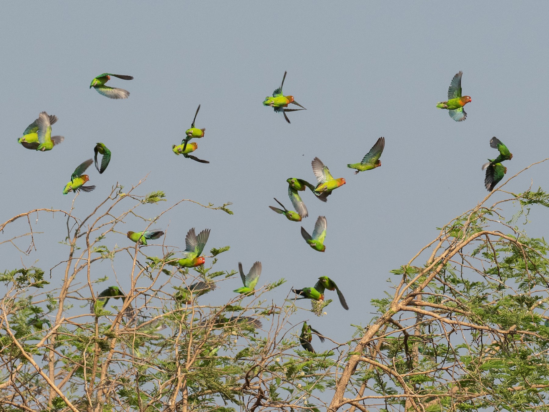 Lilian's Lovebird - eBird