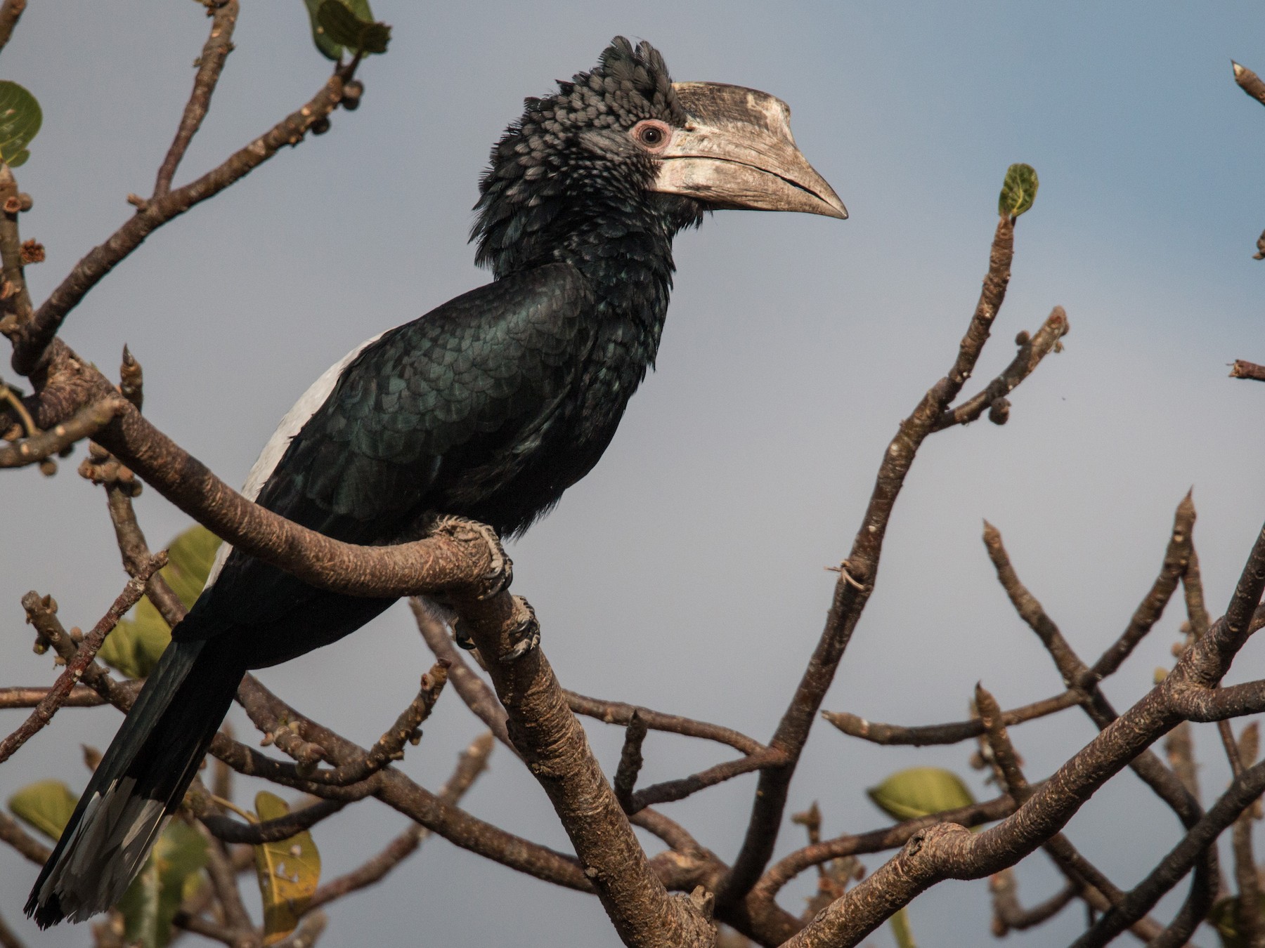 Silvery-cheeked Hornbill - eBird