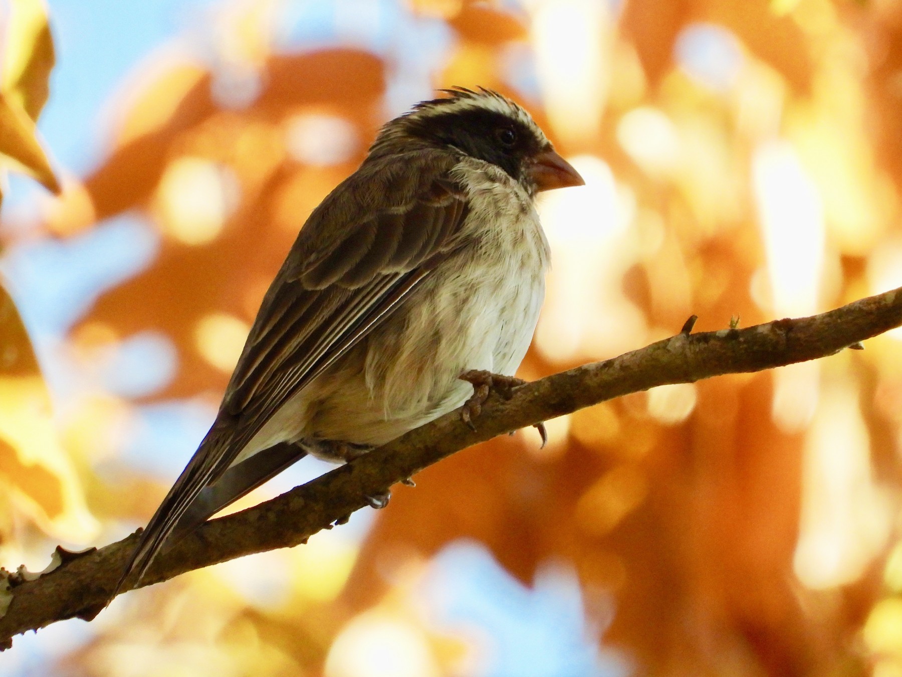 Black-eared Seedeater - eBird