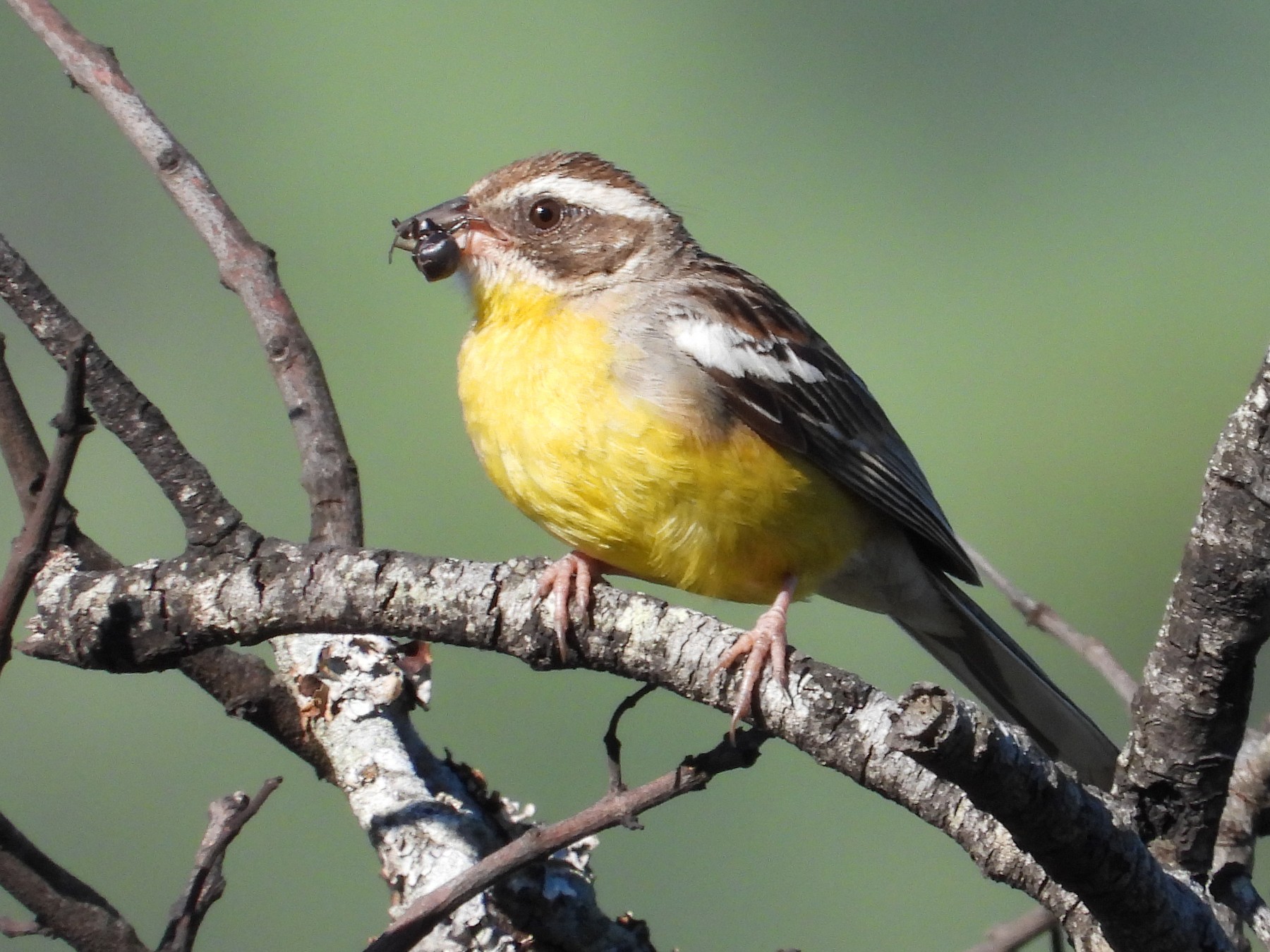 Cabanis's Bunting - eBird