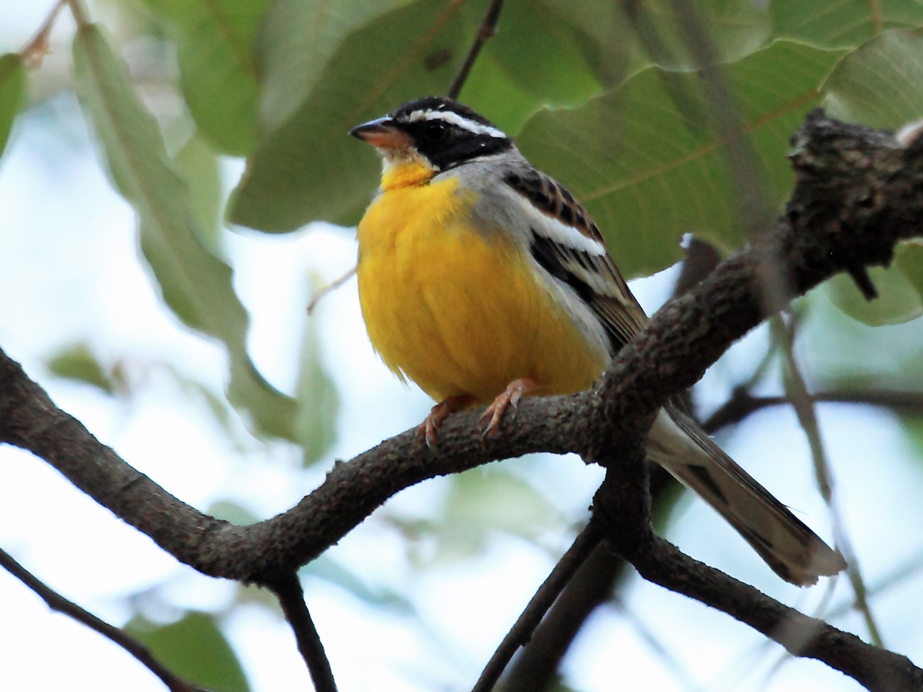 Cabanis's Bunting - eBird