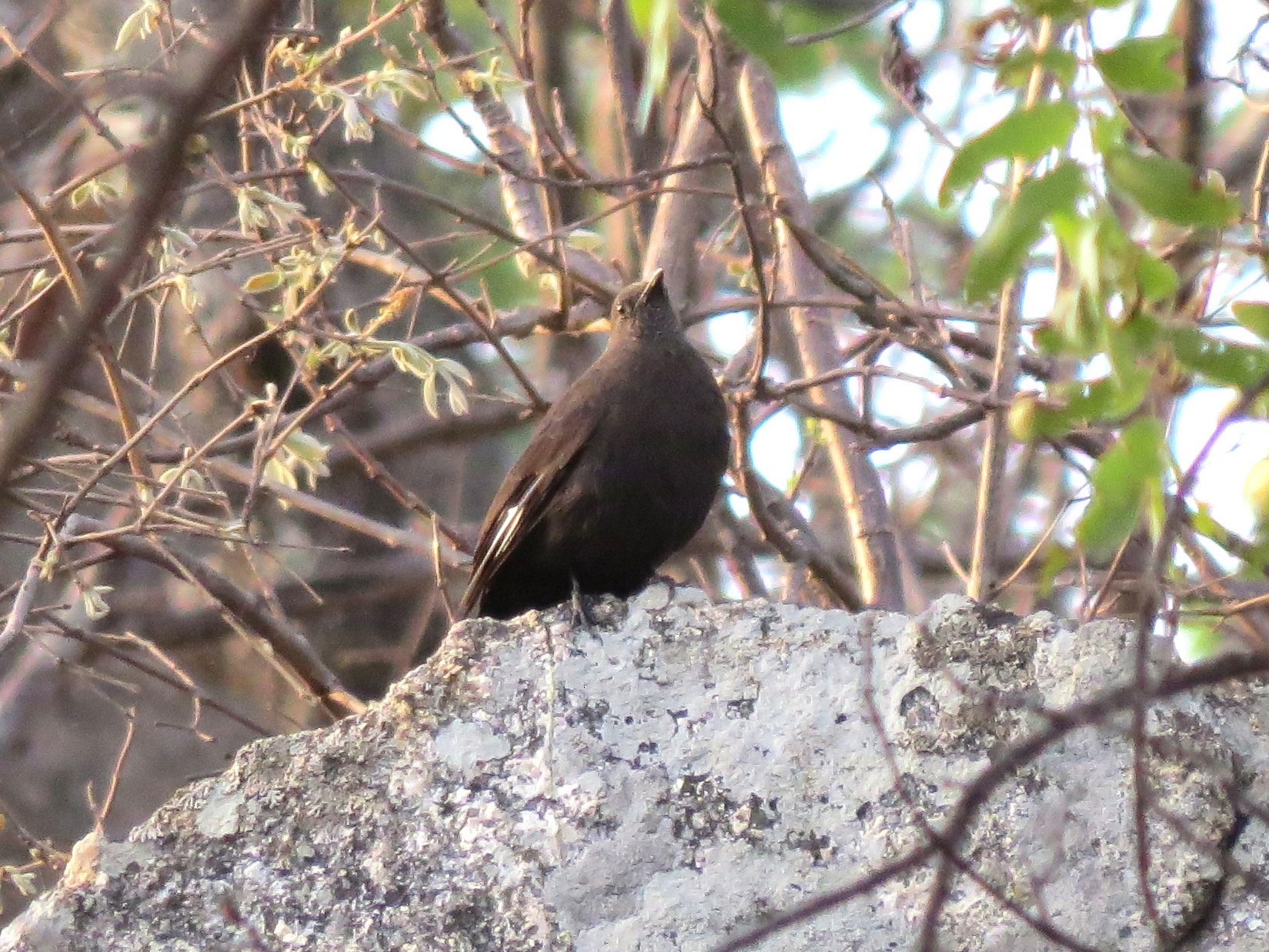Boulder Chat - eBird