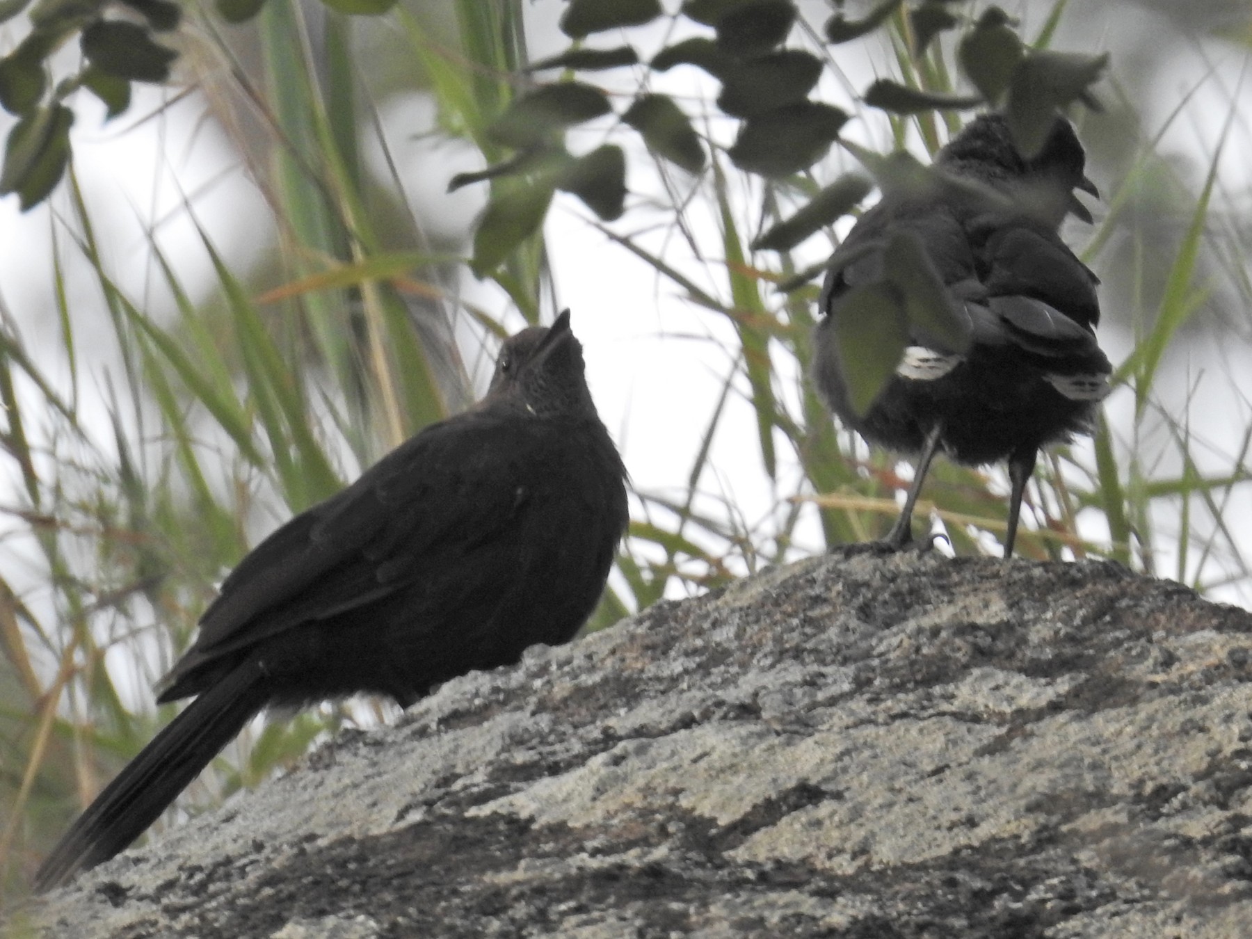 Boulder Chat - eBird