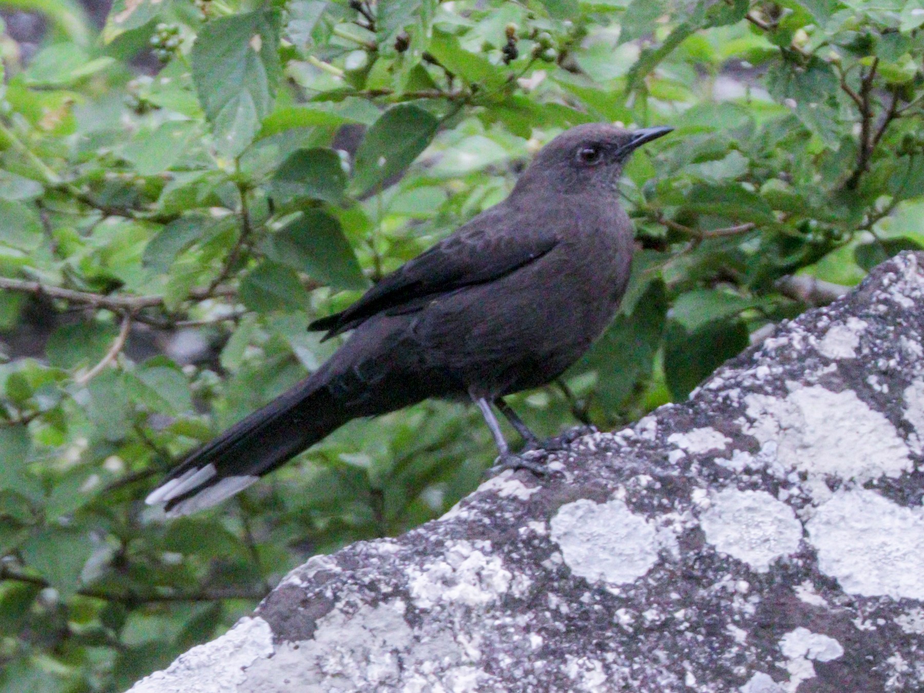 Boulder Chat - eBird