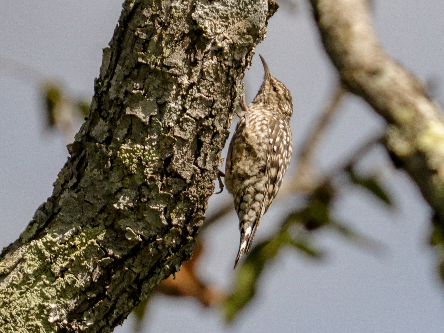 African Spotted Creeper - eBird
