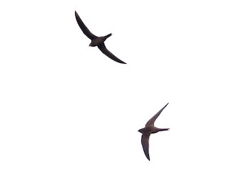 Mottled Swift - eBird