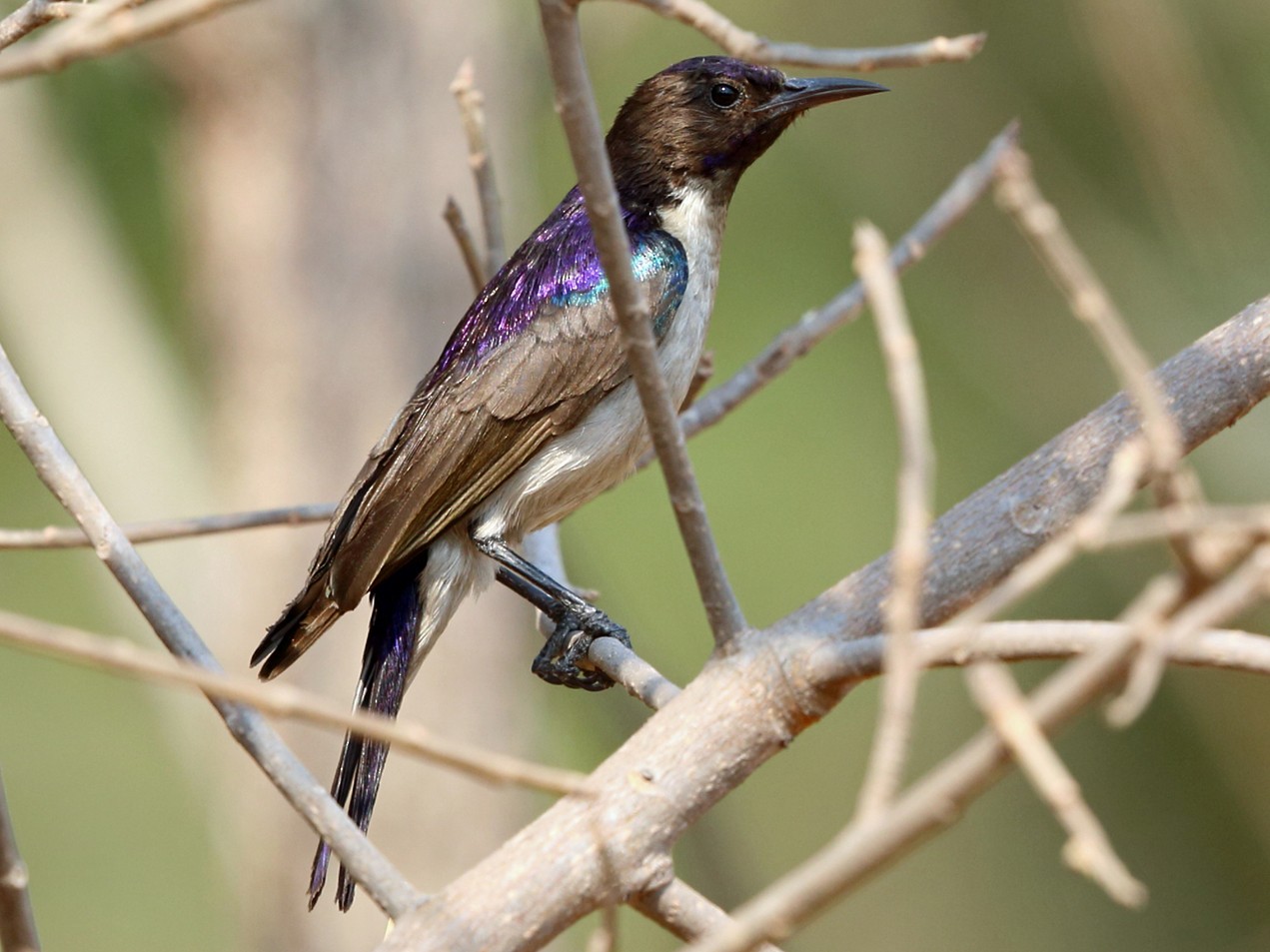 Western Violet-backed Sunbird - eBird