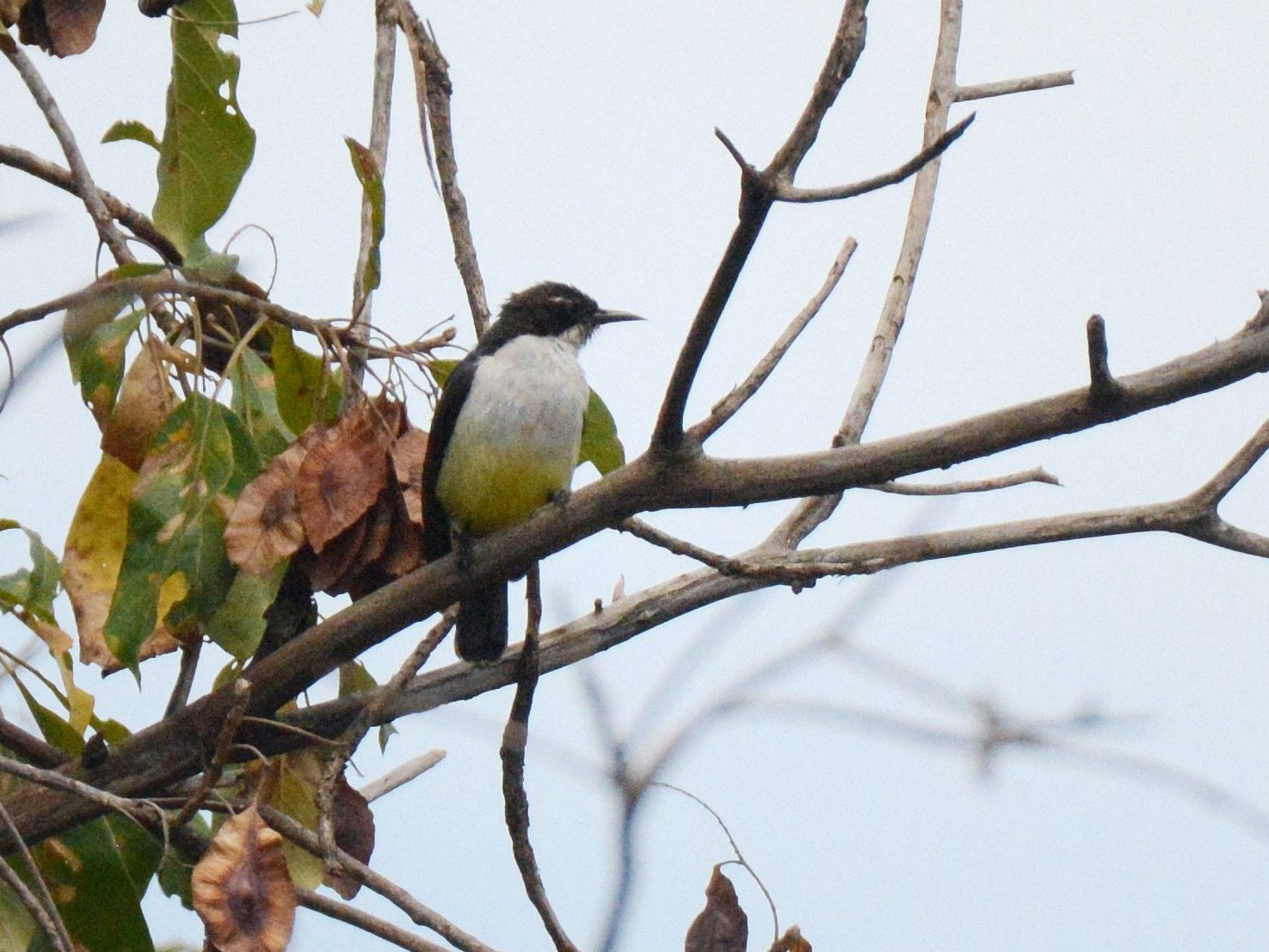 Suimanga Violeta - eBird