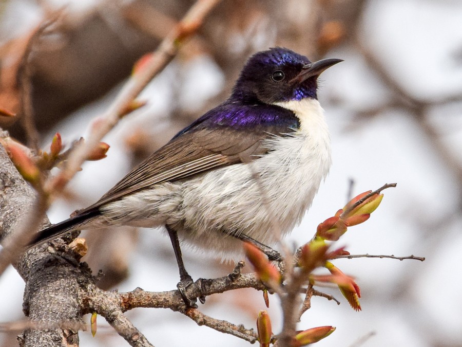 Western Violet-backed Sunbird - eBird