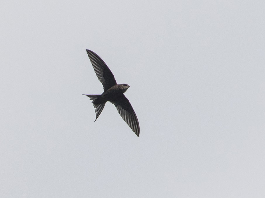 Scarce Swift - eBird