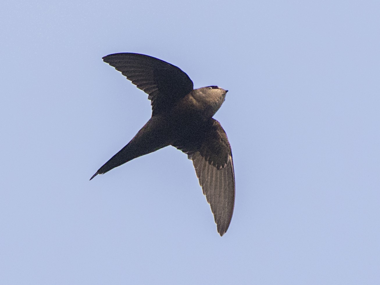 Scarce Swift - eBird