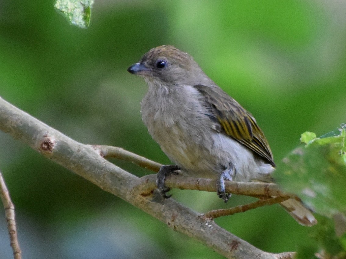 Pallid Honeyguide - eBird