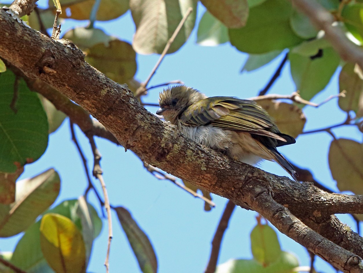 Pallid Honeyguide - eBird