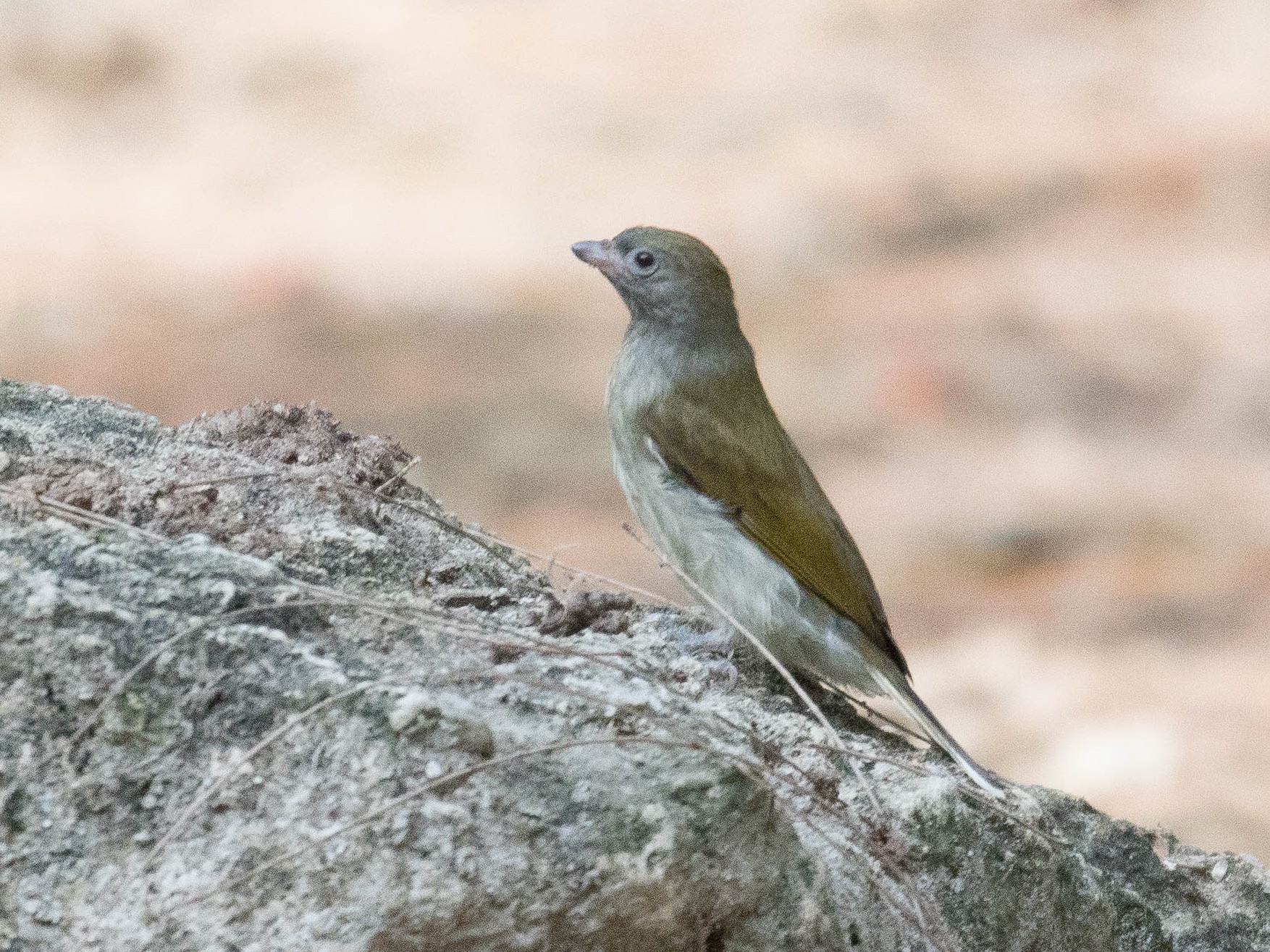 Pallid Honeyguide - eBird