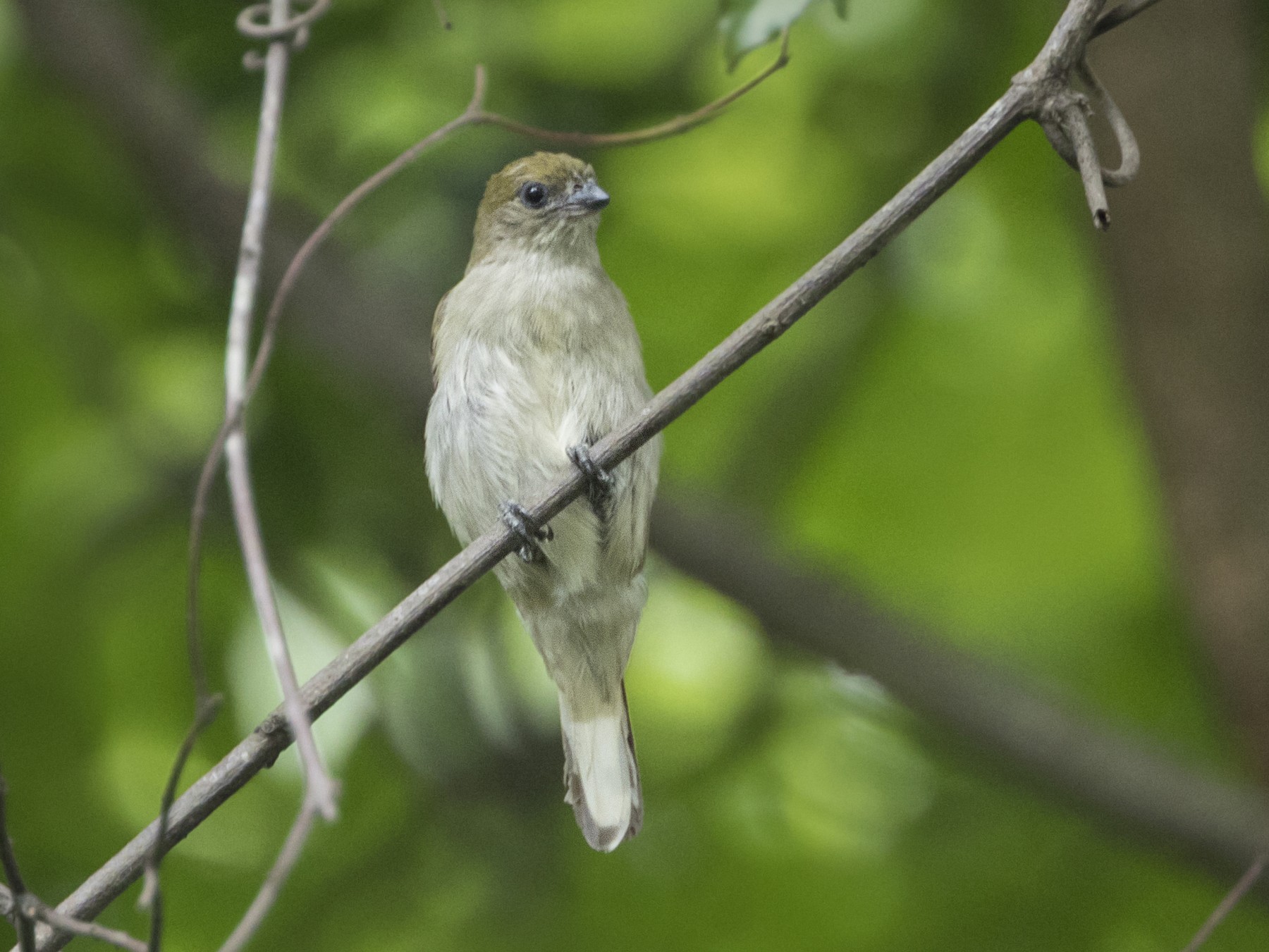 Pallid Honeyguide - eBird