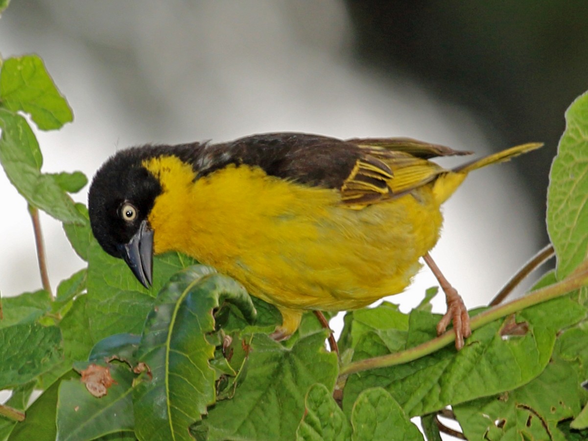 Baglafecht Weaver - eBird