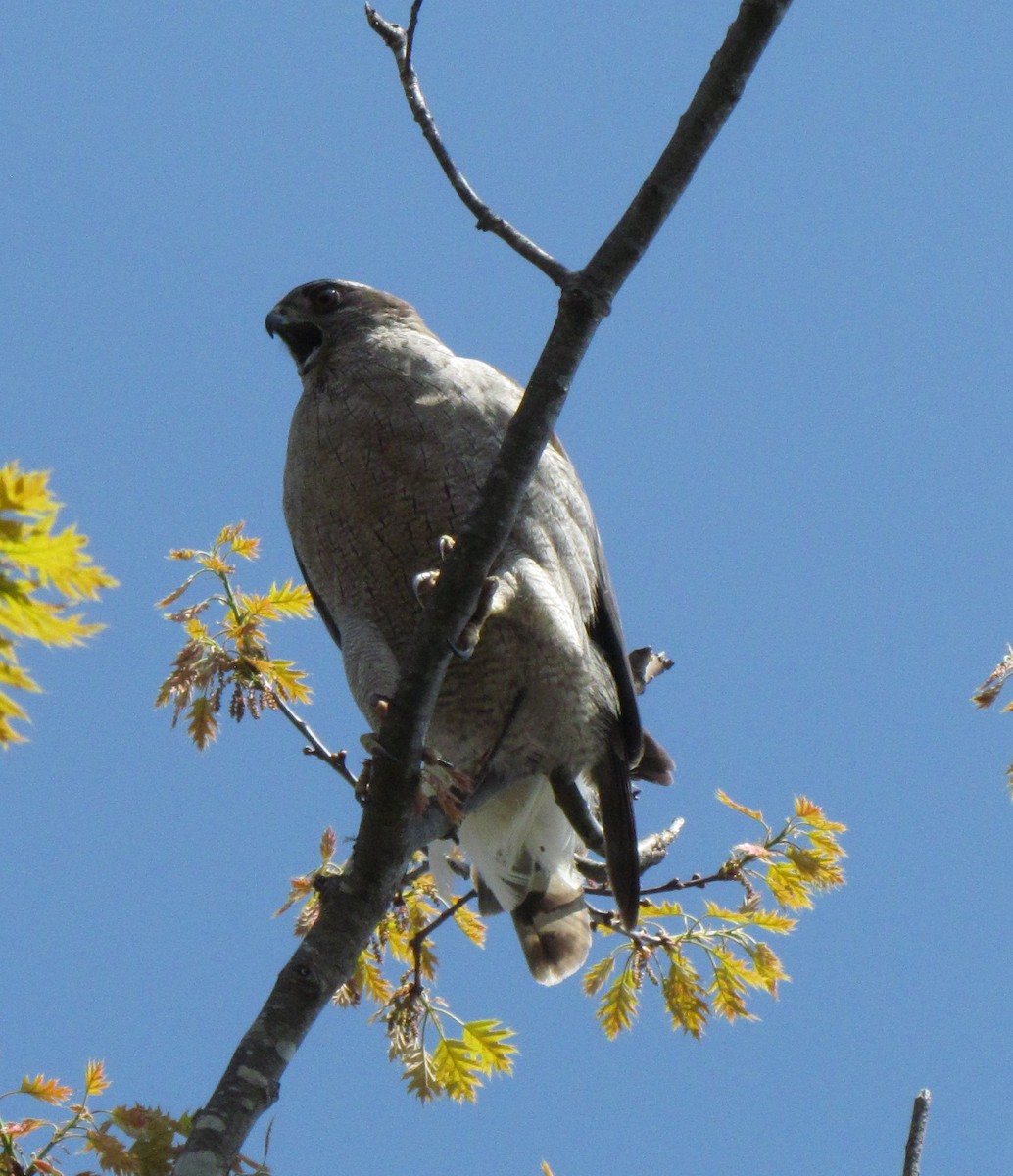 Maine Bird Atlas Checklist - 17 May 2020 - WinterHarbor_NW_T7Loop - 34 ...